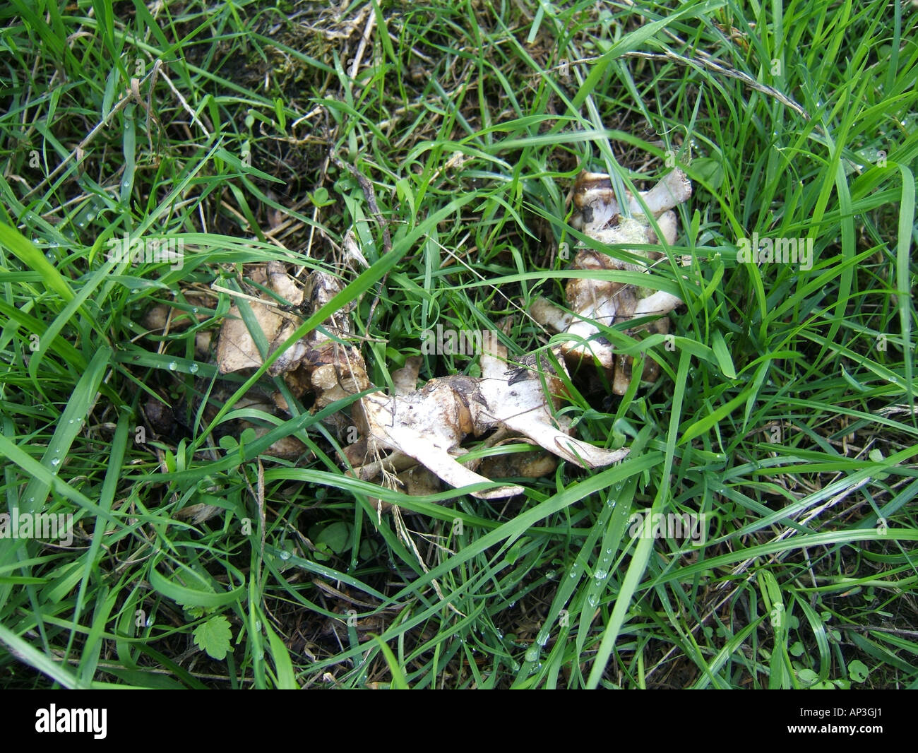 Fox sheep dead hi-res stock photography and images - Alamy