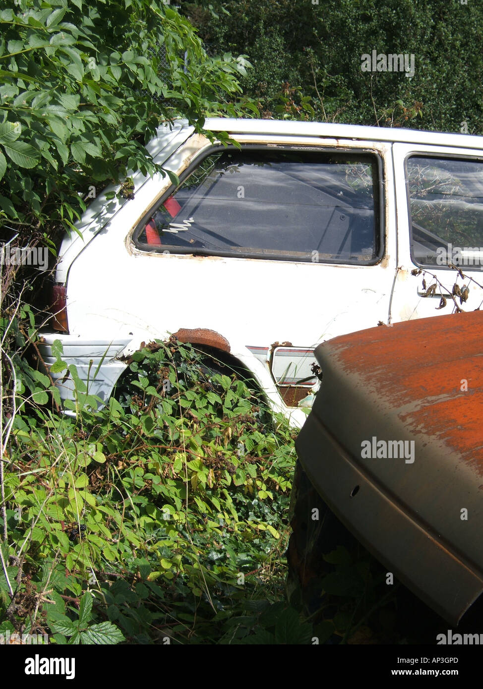 old cars covered with overgrown grass brambles Stock Photo - Alamy