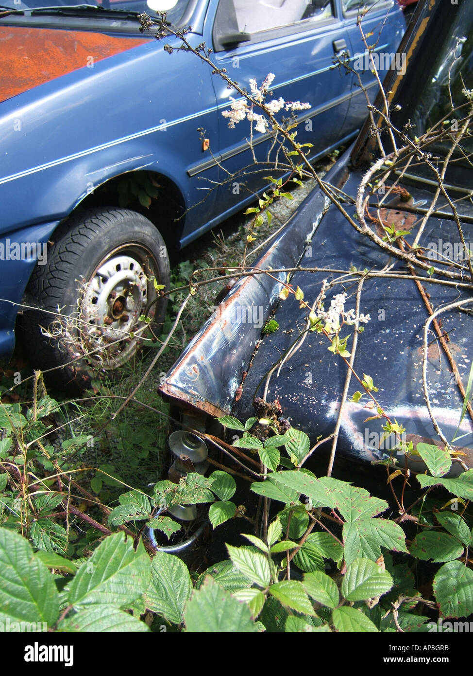 old cars covered with overgrown grass brambles Stock Photo - Alamy