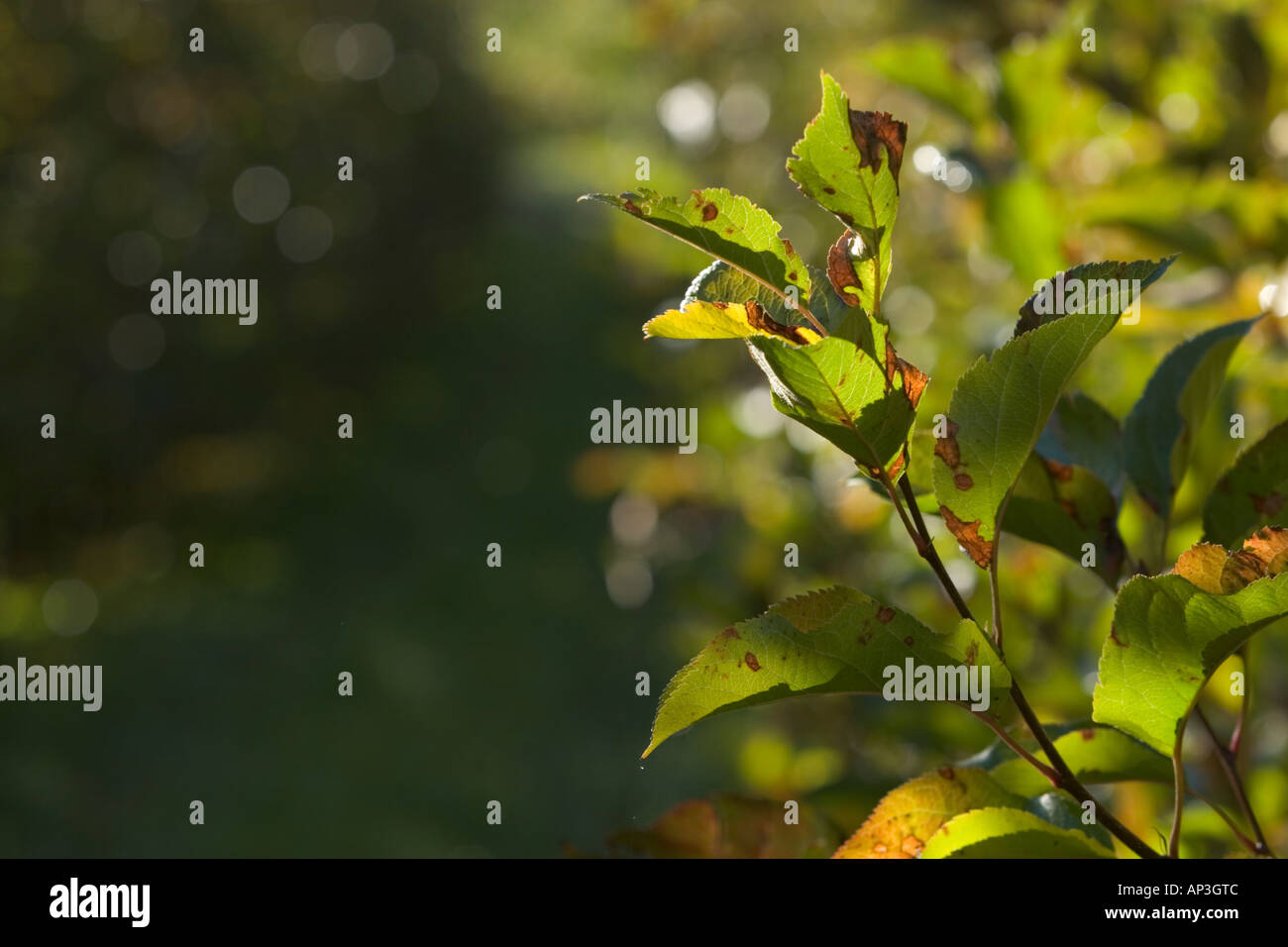 leaves on branches of apple tree turning autumnal in color Stock Photo ...