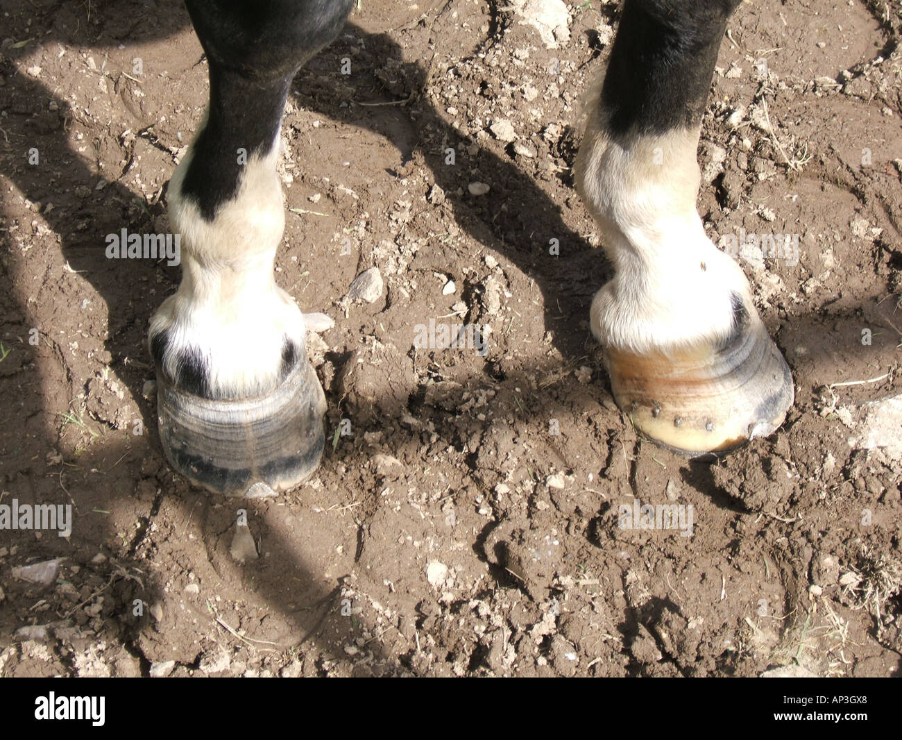 horse's feet in muddy field Stock Photo - Alamy