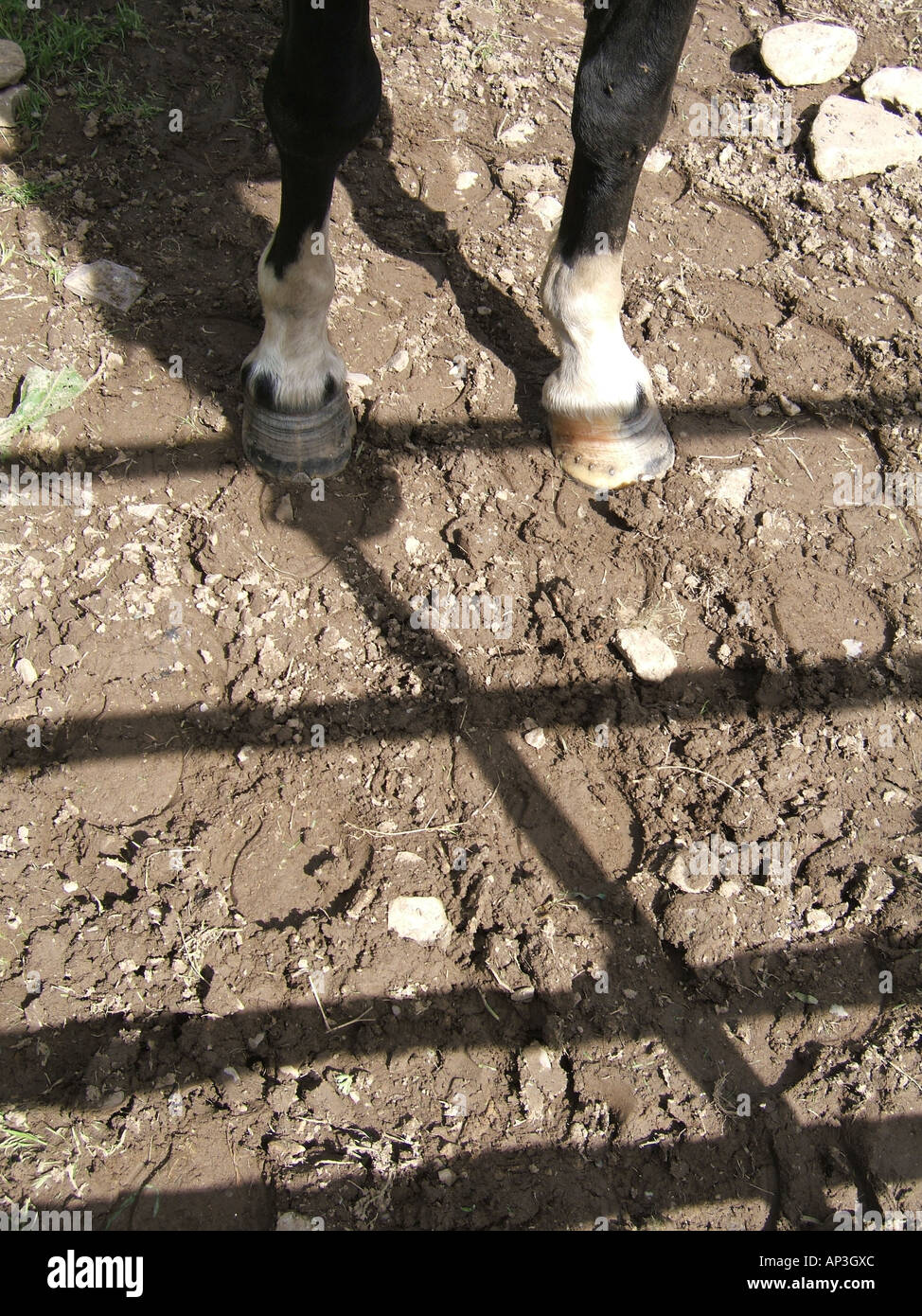 Muddy Legs Pony High Resolution Stock Photography and Images - Alamy