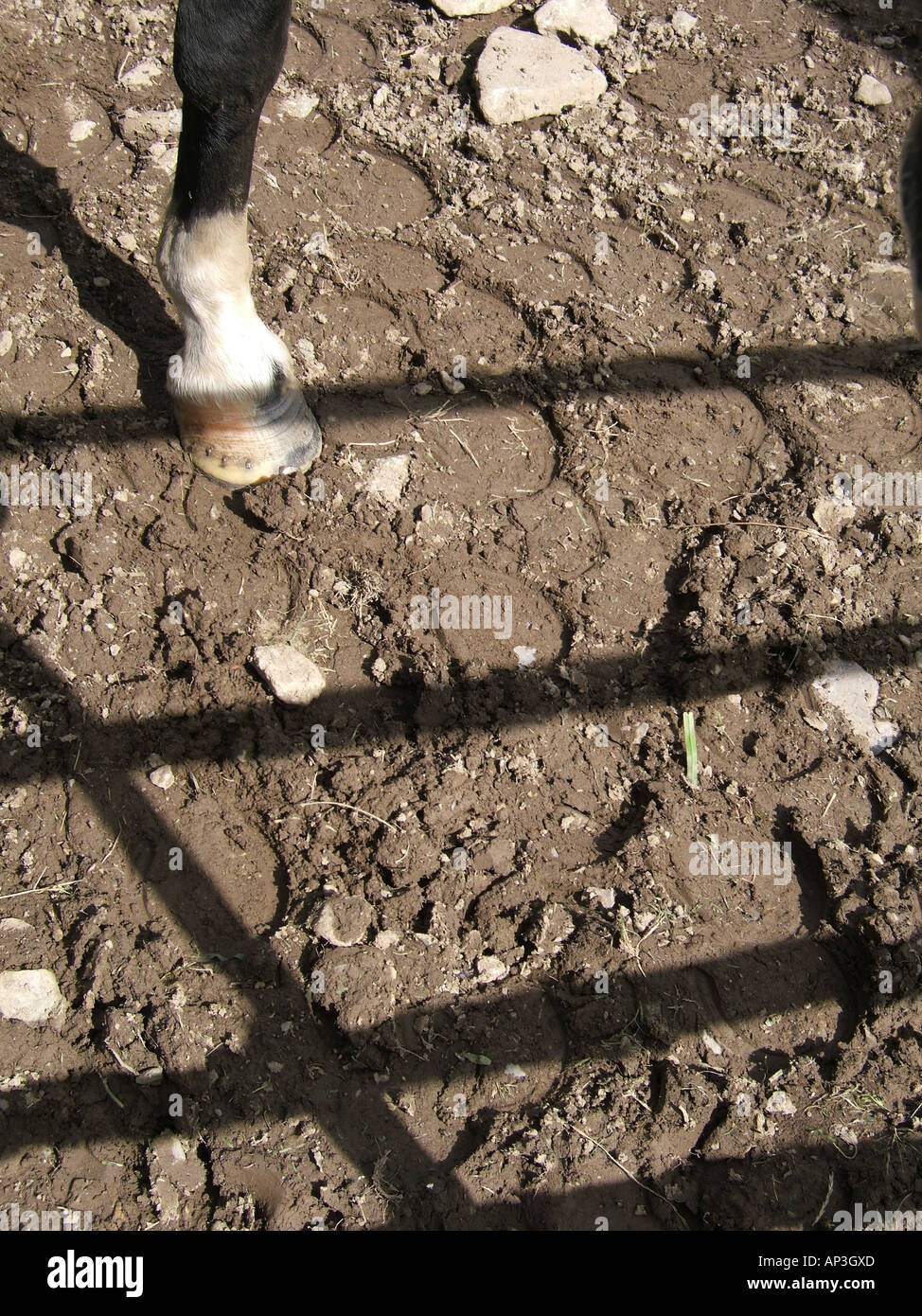 Muddy legs pony hi-res stock photography and images - Alamy