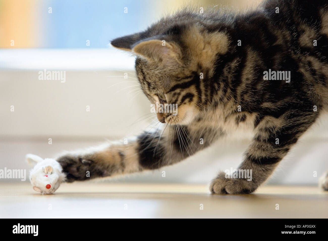 Cat with toy hi-res stock photography and images - Alamy
