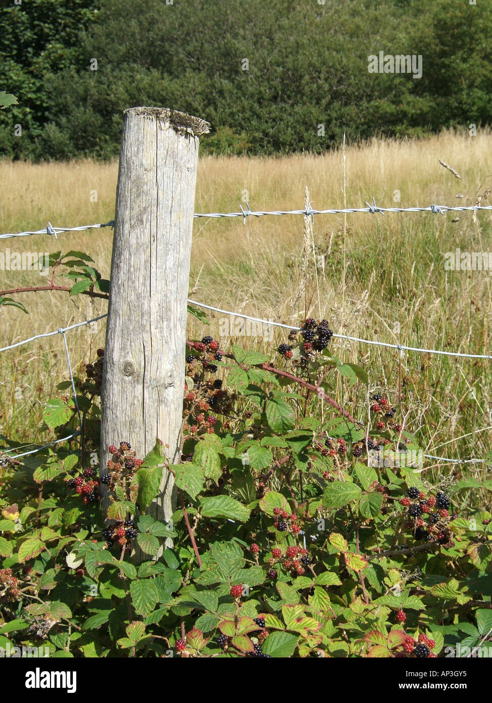 Blackberry plant fence hi-res stock photography and images - Alamy