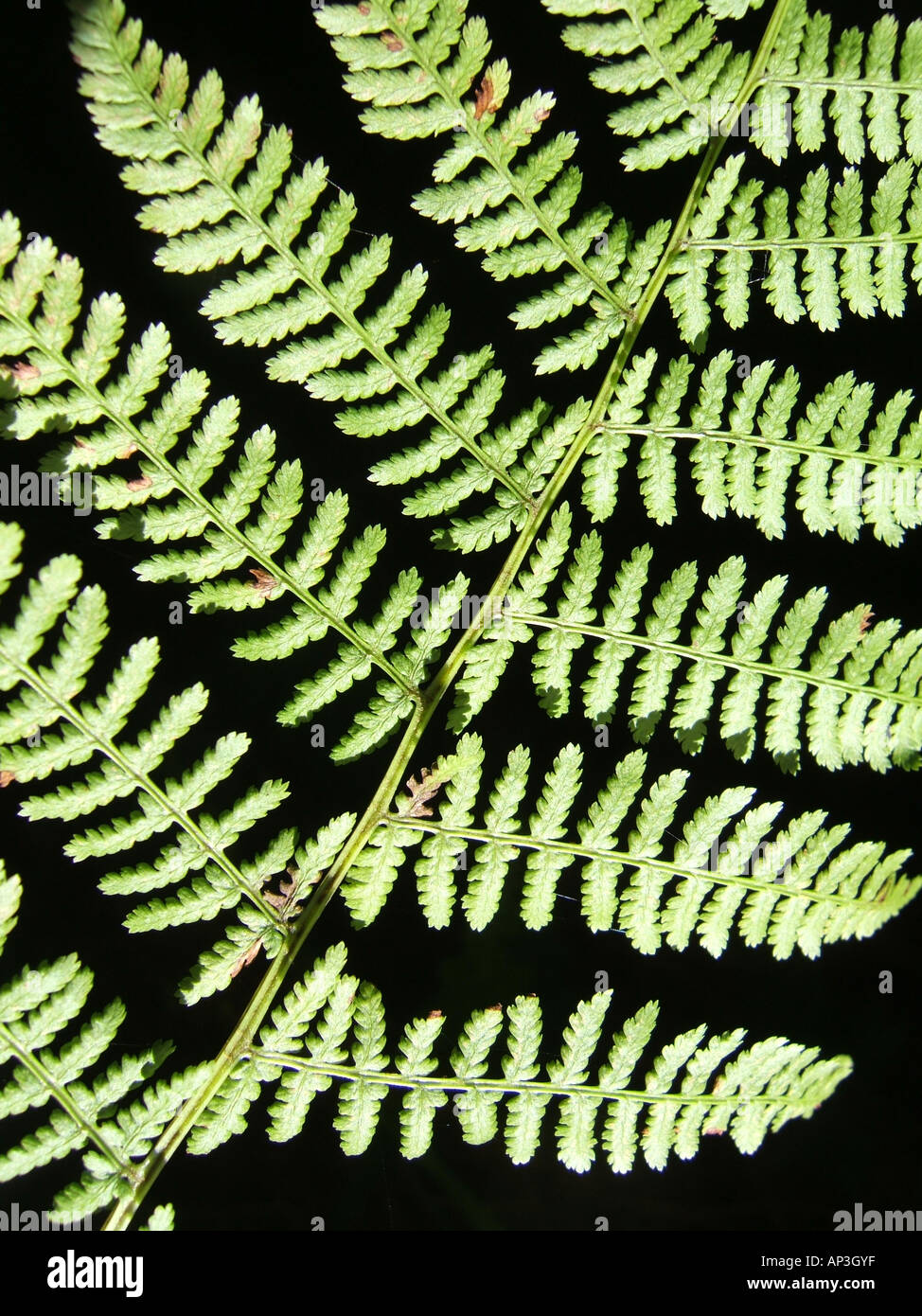 one backlit fern leaf Stock Photo - Alamy