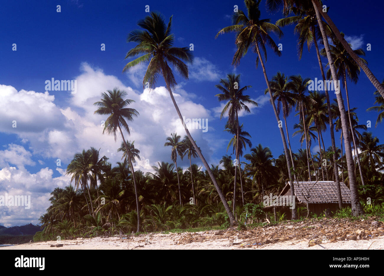 Palm trees and hut on a beach in the Philippines Stock Photo - Alamy
