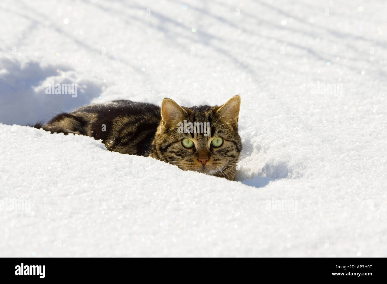 Male cat hi-res stock photography and images - Alamy