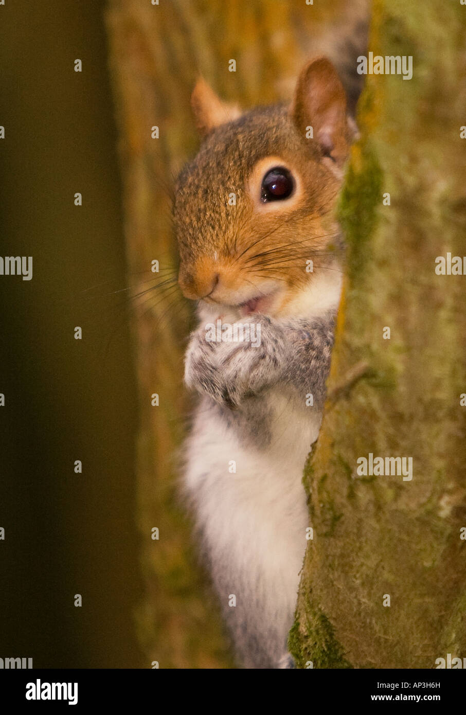 Squirrel tail behind a tree hi-res stock photography and images - Alamy