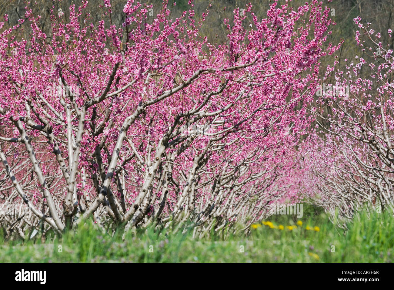 Almond trees in blossom, Provence, France Stock Photo - Alamy