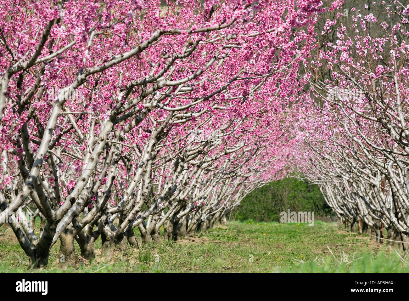 Almond trees in blossom, Provence, France Stock Photo - Alamy