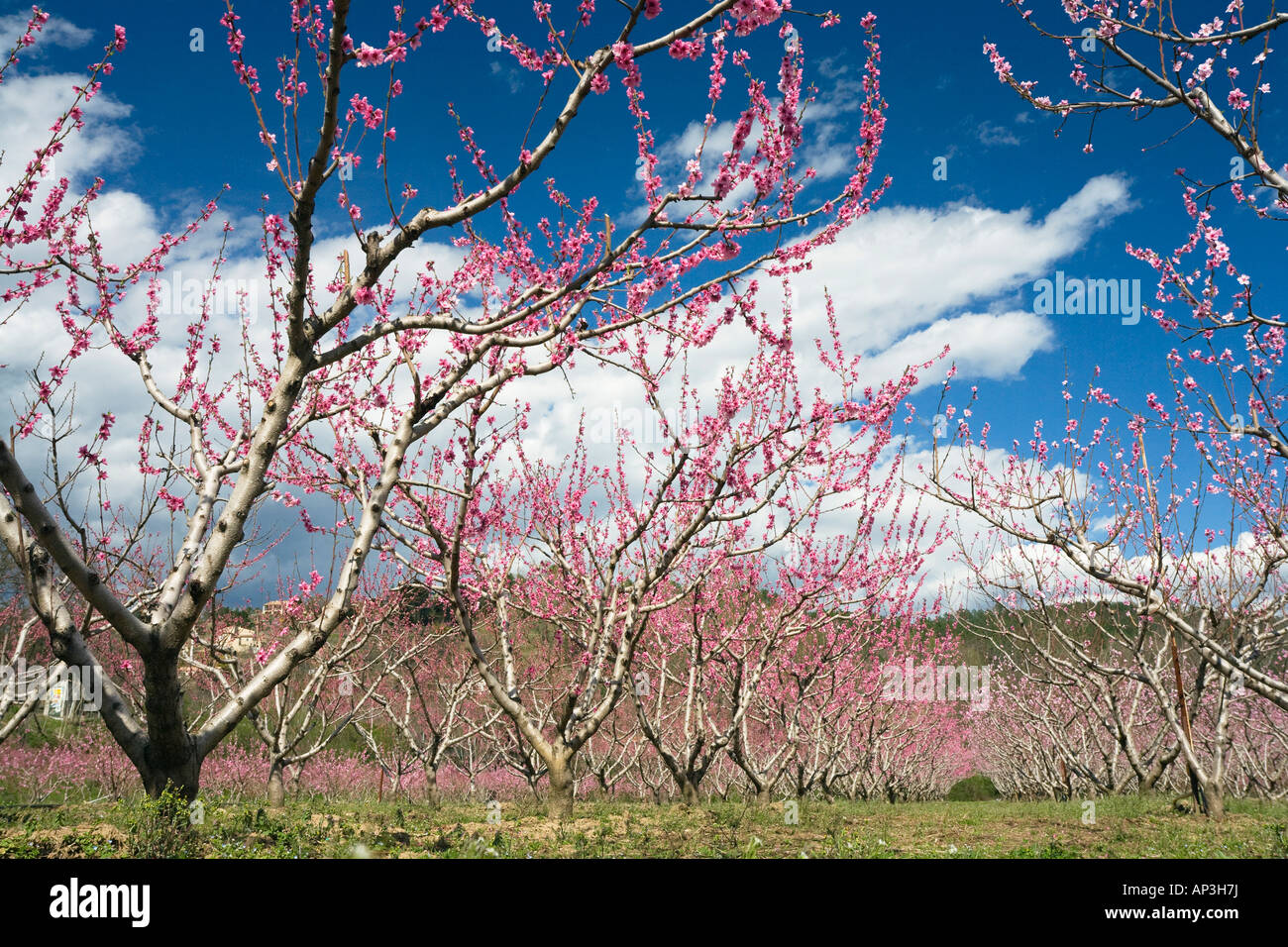 Almond trees in blossom, Provence, France Stock Photo - Alamy