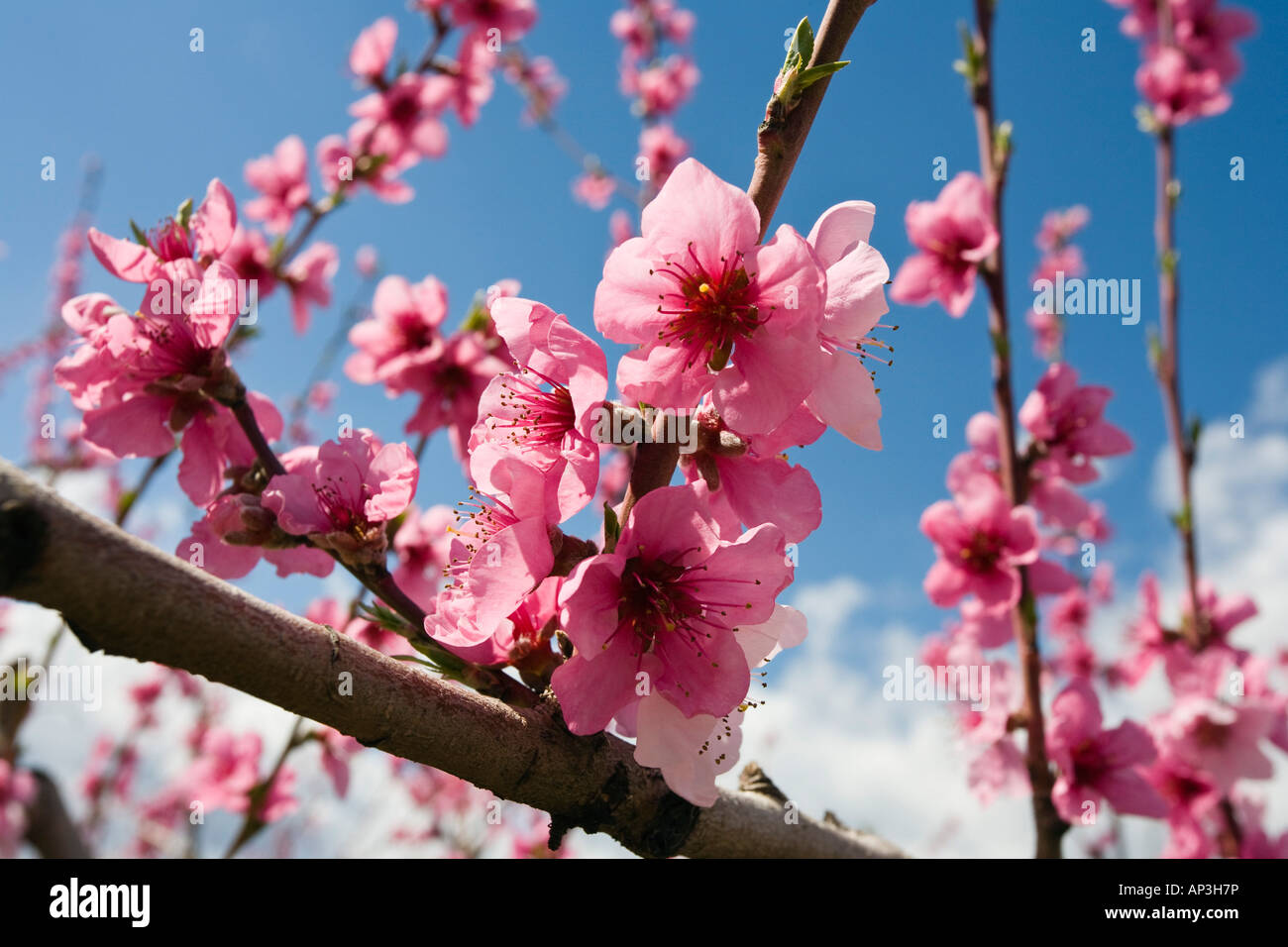 Almond trees in blossom, Provence, France Stock Photo - Alamy