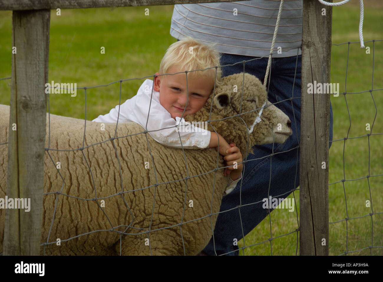 Boy with Sheep Anglesey Agricultural Show Anglesey North West Wales ...