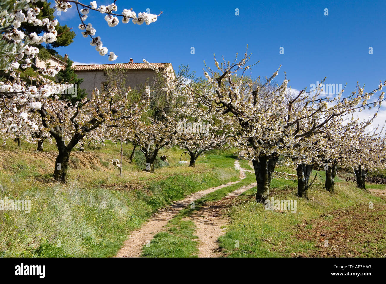 Cherry trees blossoming, Provence, France Stock Photo - Alamy