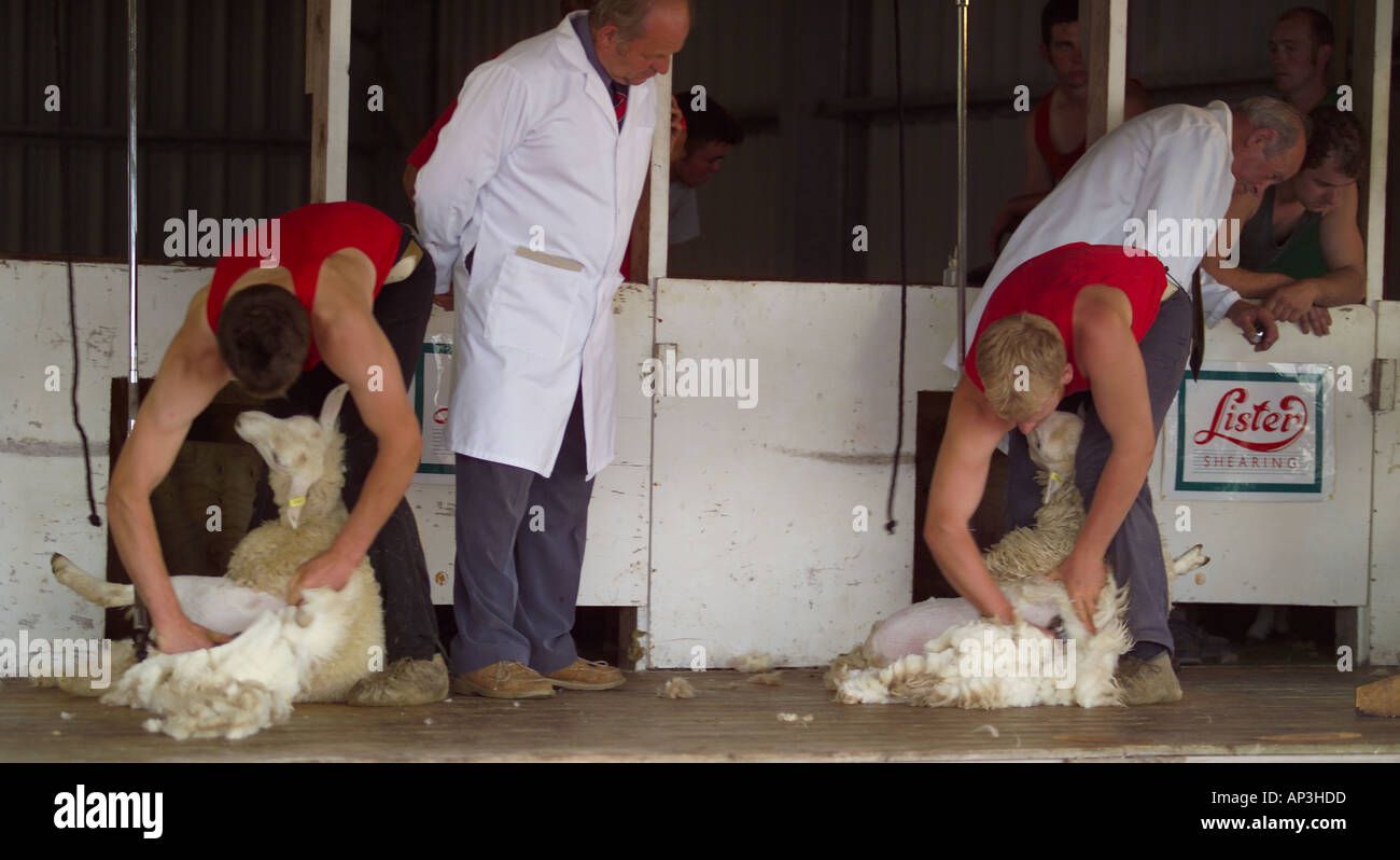 Sheep Shearing Competition Anglesey Agricultural Show Anglesey North ...