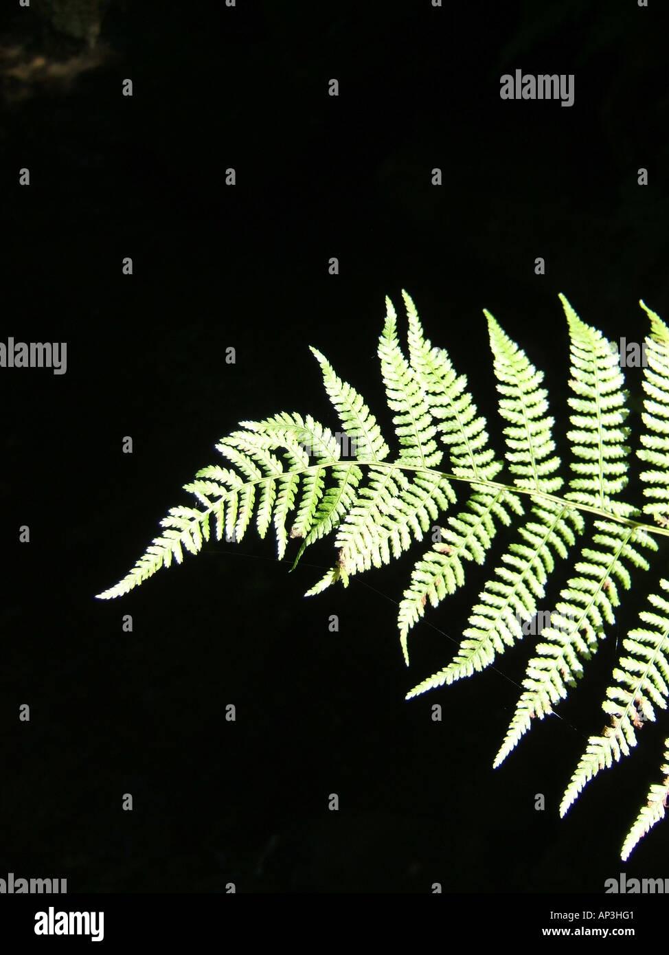one backlit fern leaf Stock Photo - Alamy