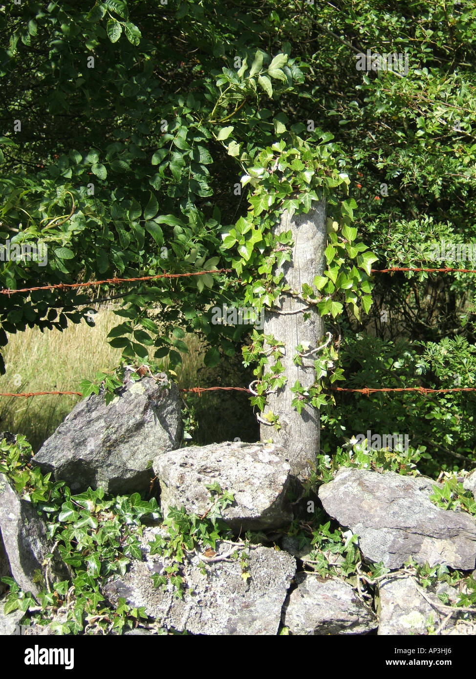 Creeping ivy on pole hi-res stock photography and images - Alamy