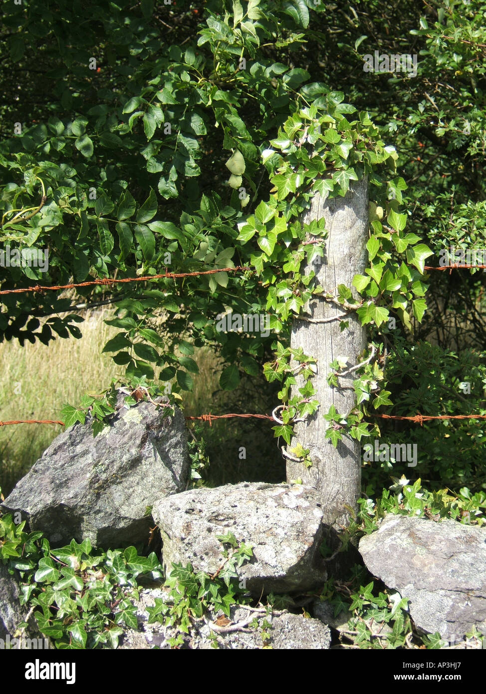 Creeping ivy on pole hi-res stock photography and images - Alamy