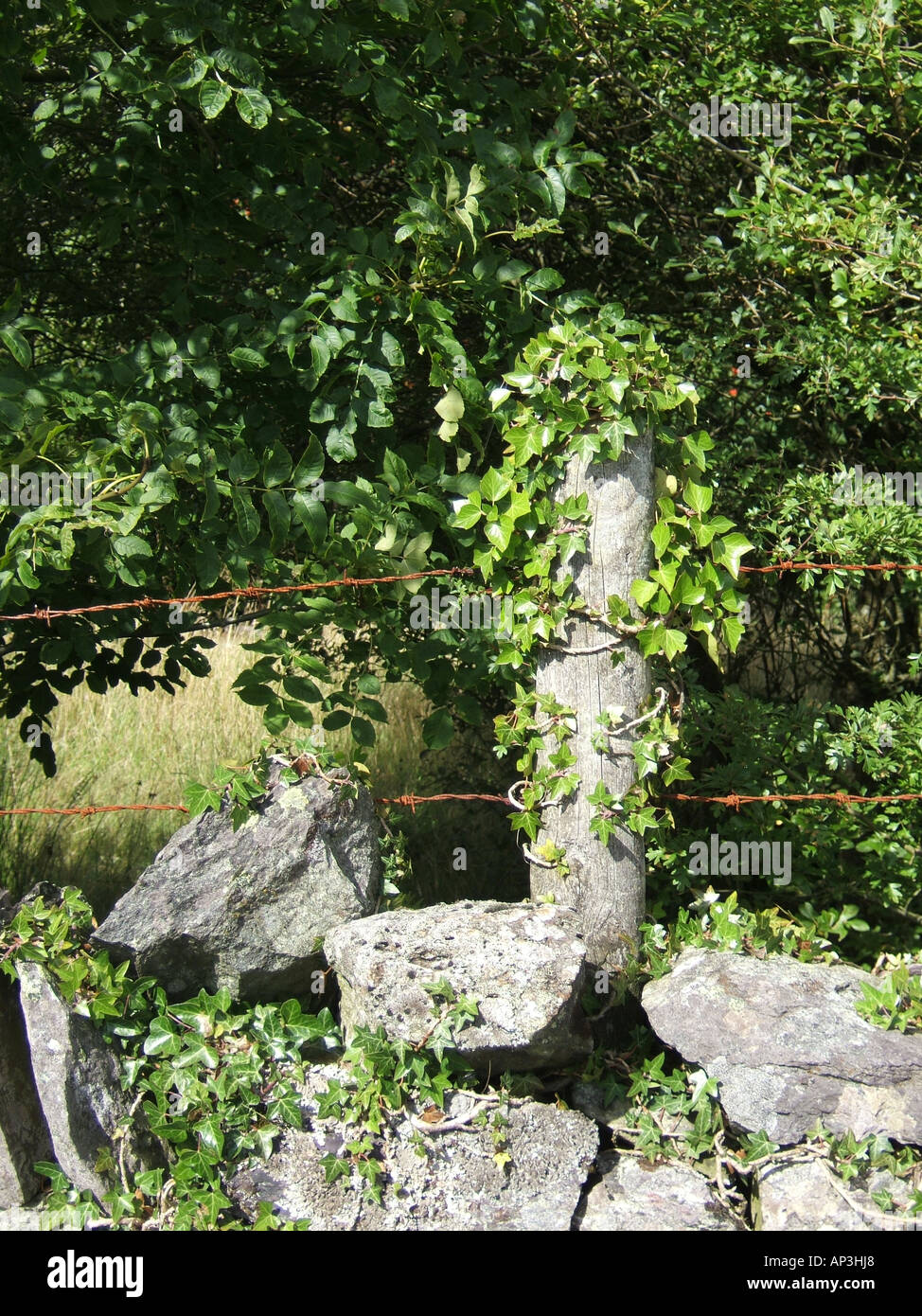 Creeping ivy on pole hi-res stock photography and images - Alamy