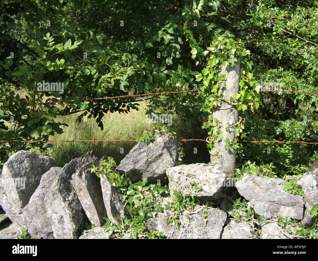 Creeping ivy on pole hi-res stock photography and images - Alamy