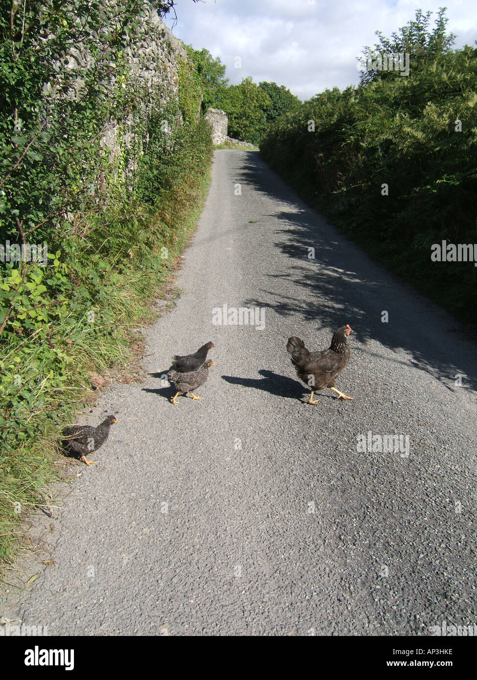 chicken crossing road Stock Photo - Alamy