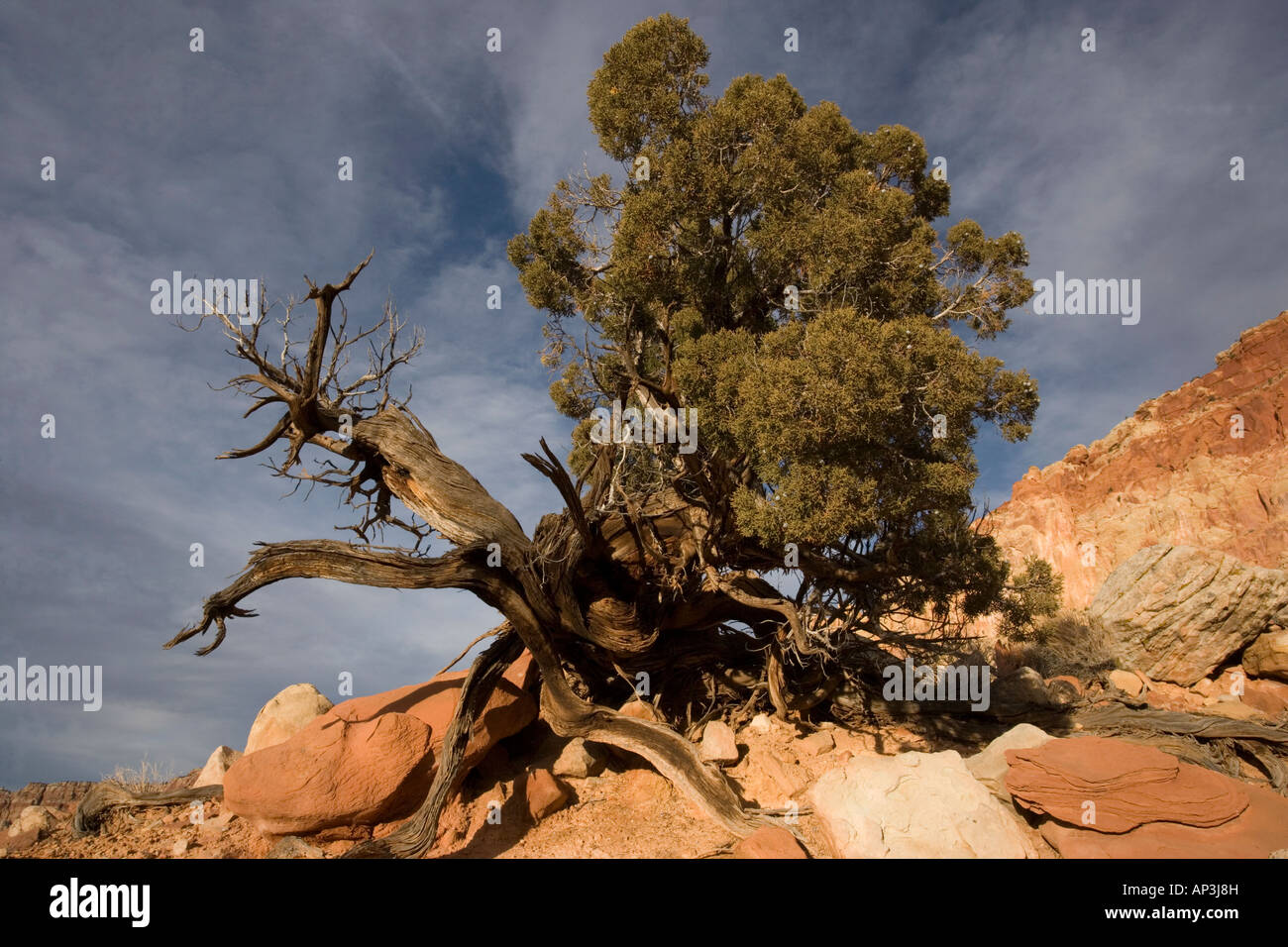 Ancient Utah Juniper tree Juniperus osteosperma in Capitol Reef ...