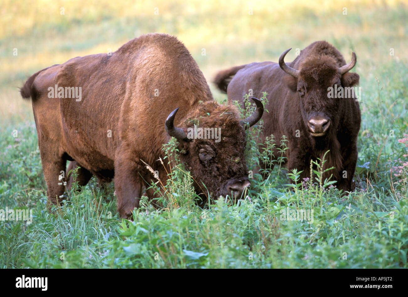 Europe, Romania, Retezat National Park, European Bison Stock Photo - Alamy