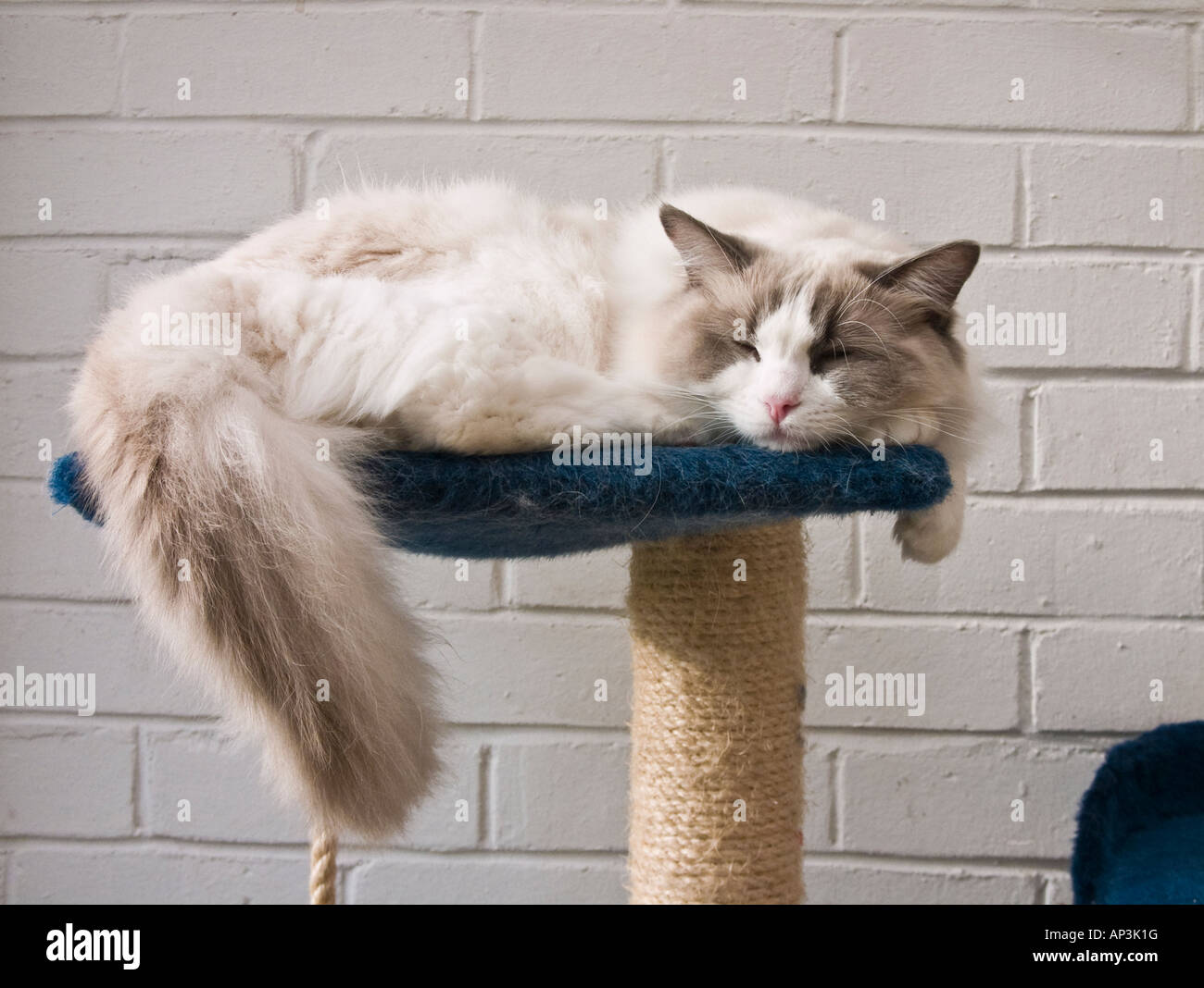 A tired ten months male blue bicolour Ragdoll kitten asleep at the top ...