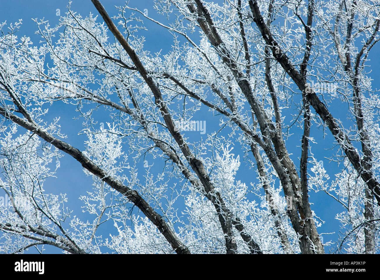 Snow covered branches Stock Photo - Alamy