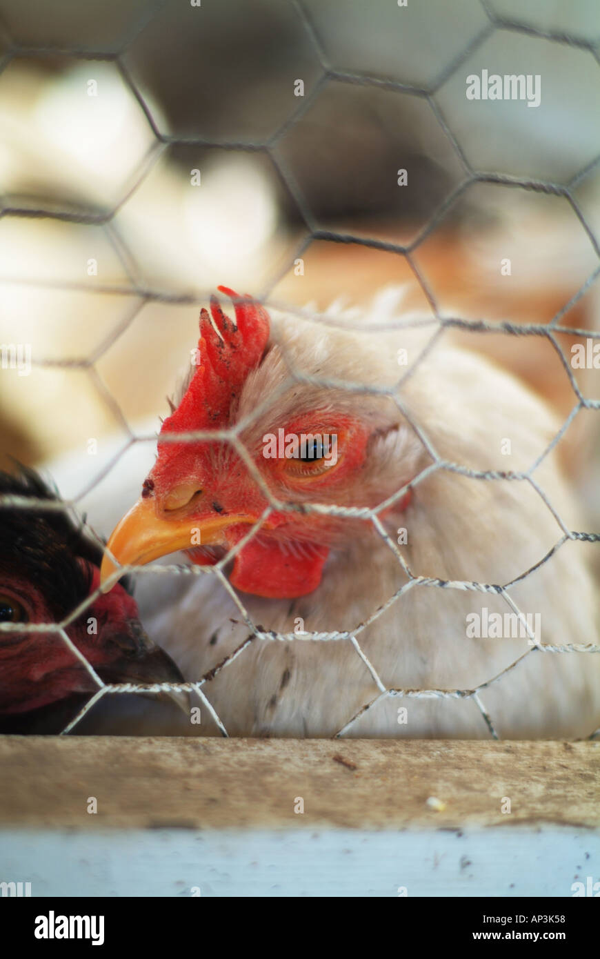 chicken in coup Stock Photo - Alamy