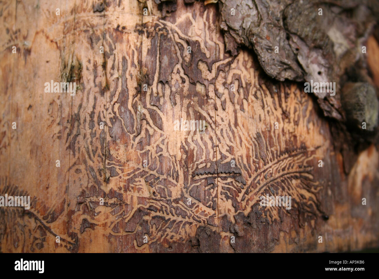 Wood with worm pattern Stock Photo - Alamy