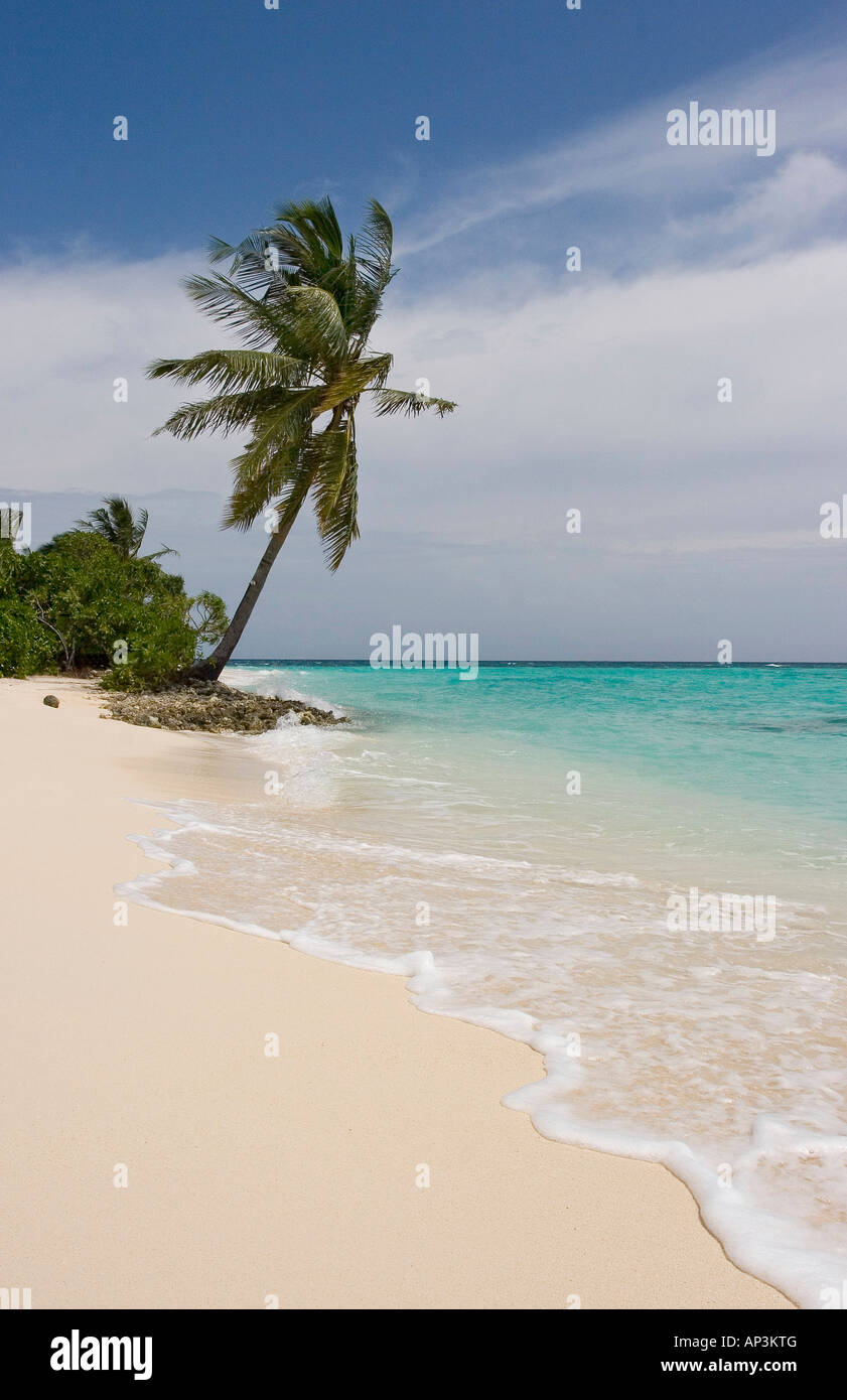 maldives palm tree on the shore Stock Photo - Alamy