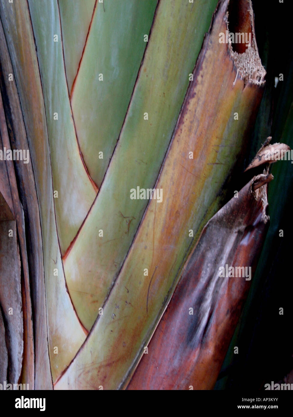 Palm plant detail, Jardim Botânico Garden, Rio de Janeiro, Brazil Stock ...
