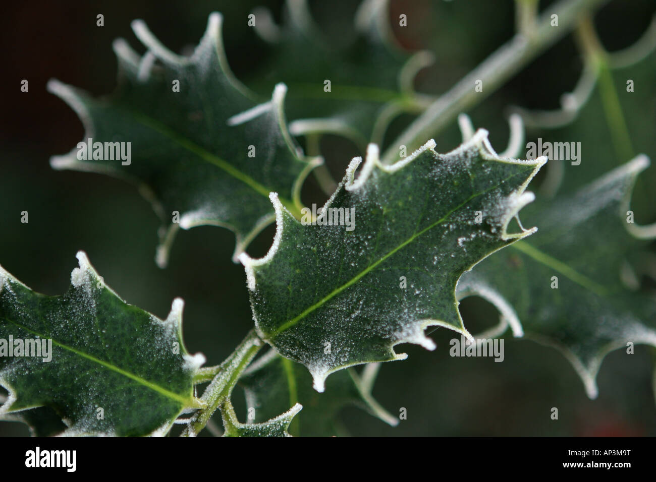 Frosty edges hi-res stock photography and images - Alamy