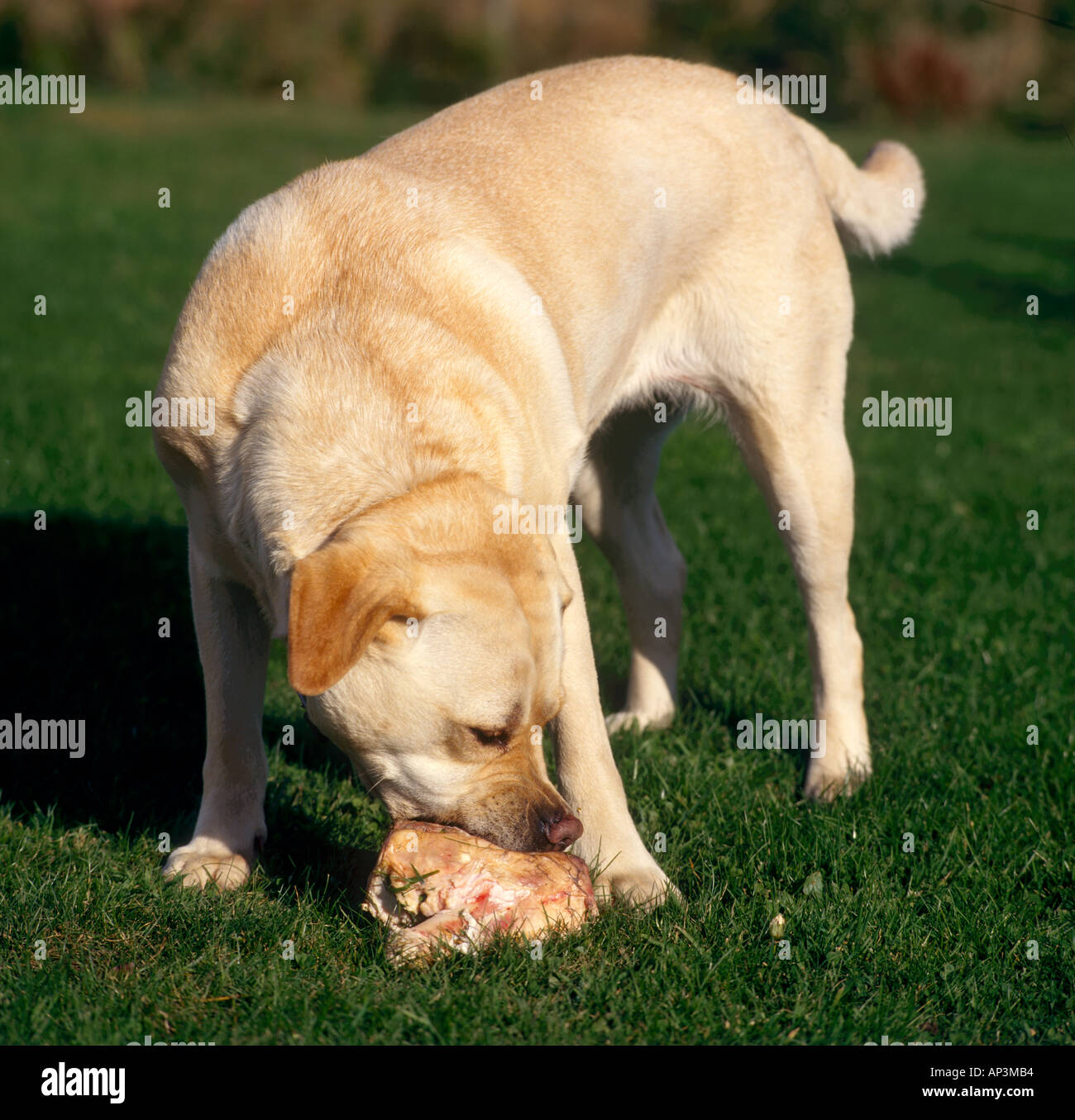 Golden Labrador chewing a bone, United Kingdom Stock Photo - Alamy