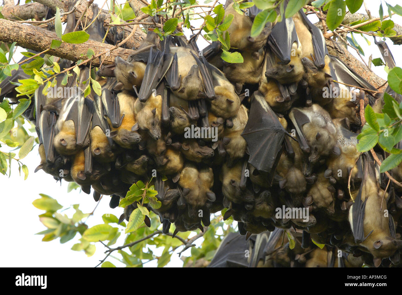 Straw coloured Fruit Bat Eidolon helvum Kasanka National Park Zambia ...