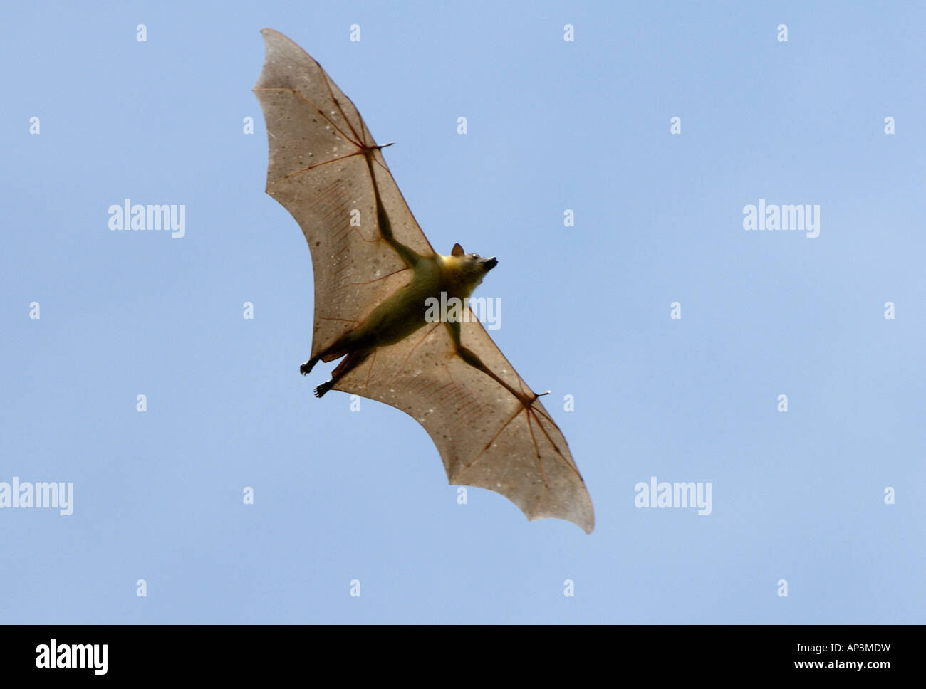 Straw coloured Fruit Bat Eidolon helvum Kasanka National Park Zambia in ...