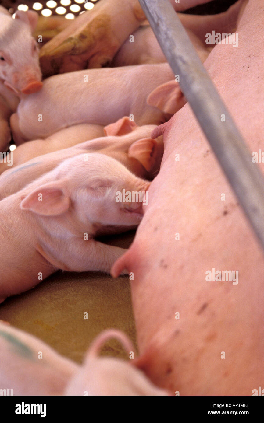 Yorkshire sow hi-res stock photography and images - Alamy