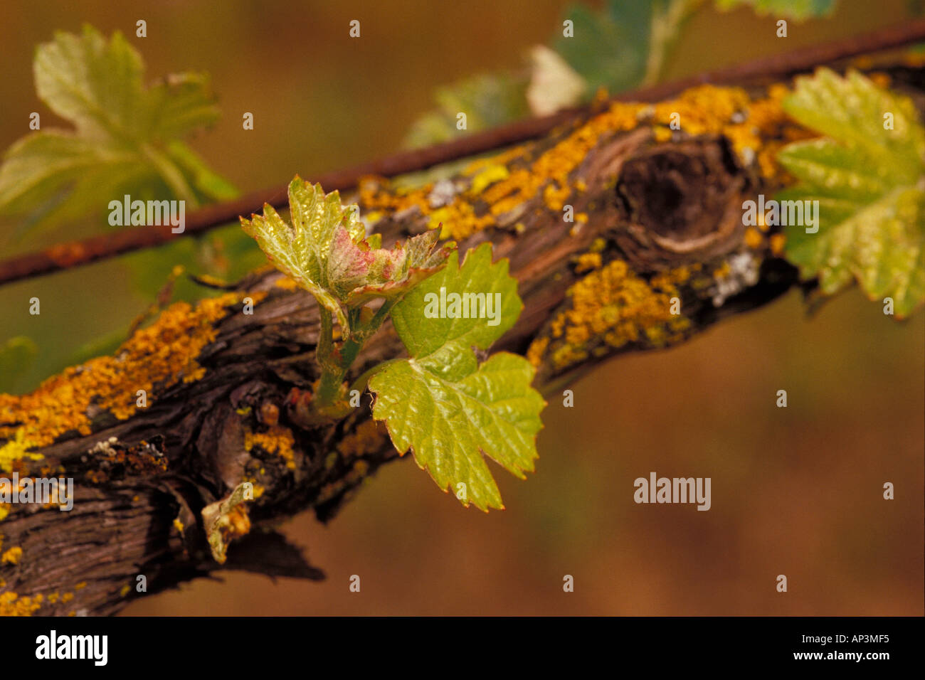New spring growth on grape vine Stock Photo - Alamy