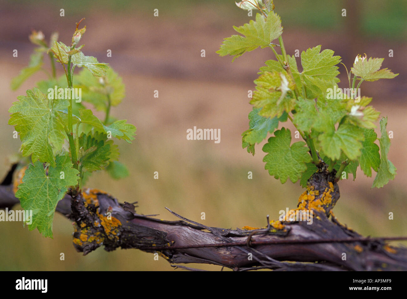 New spring growth on grape vine Stock Photo - Alamy