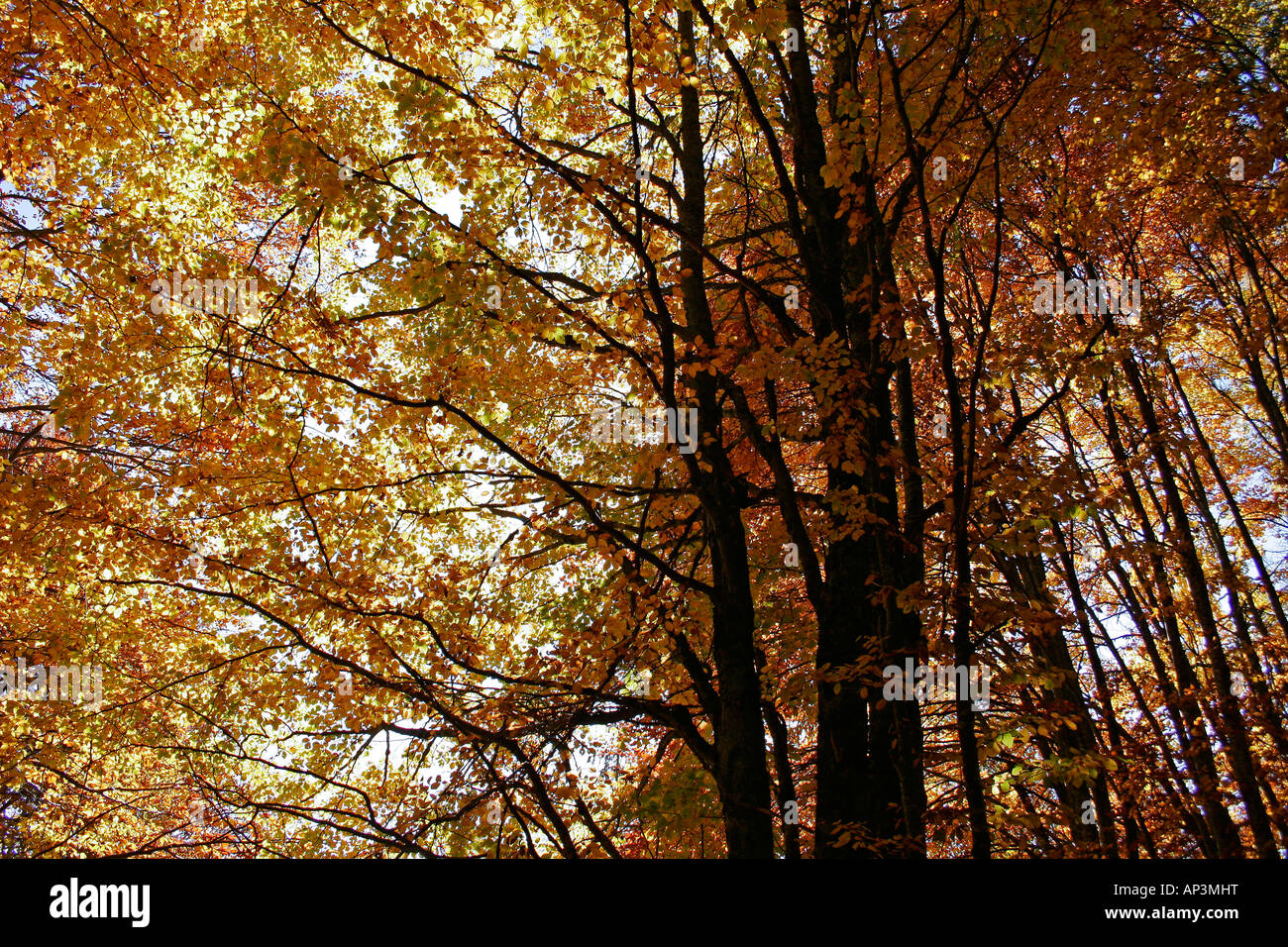 Elm trees in autumn leaves hi-res stock photography and images - Alamy