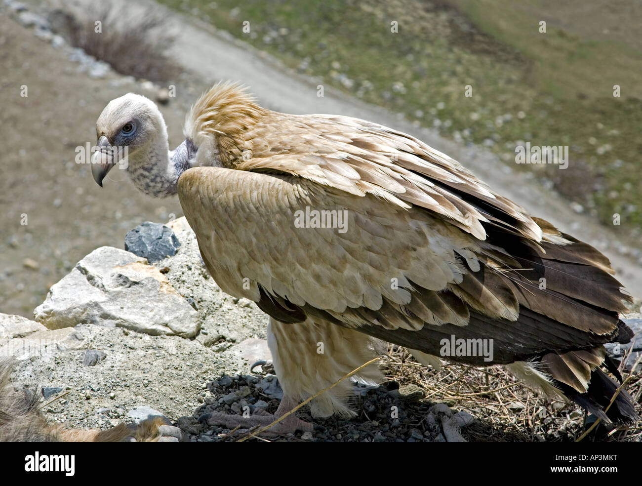 Himalayan griffon vulture. Gyps himalayensis. Near Bhraka village ...