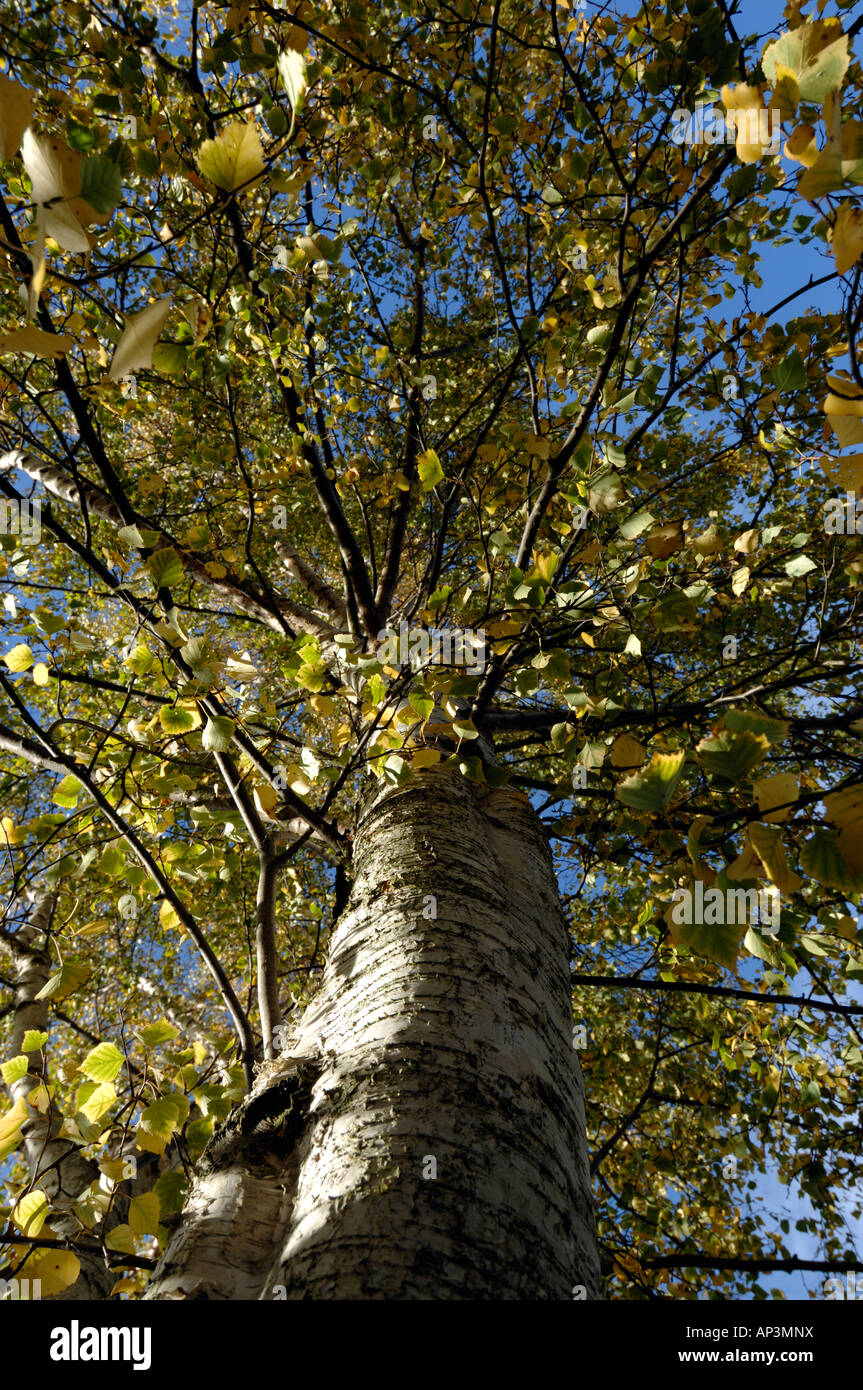 Autumn Silver Birch tree Stock Photo - Alamy