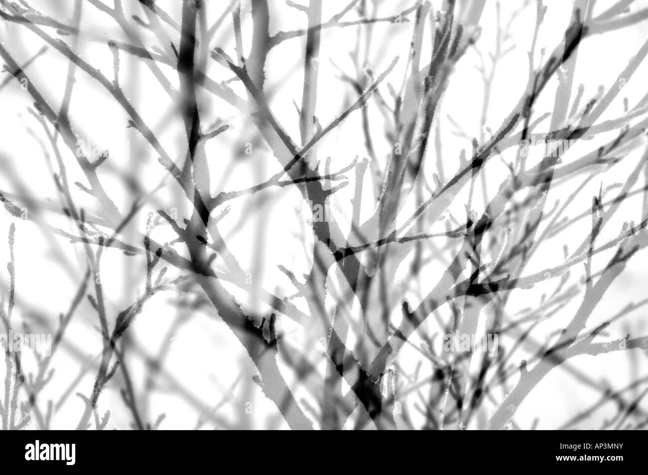 Branches of a tree Stock Photo - Alamy