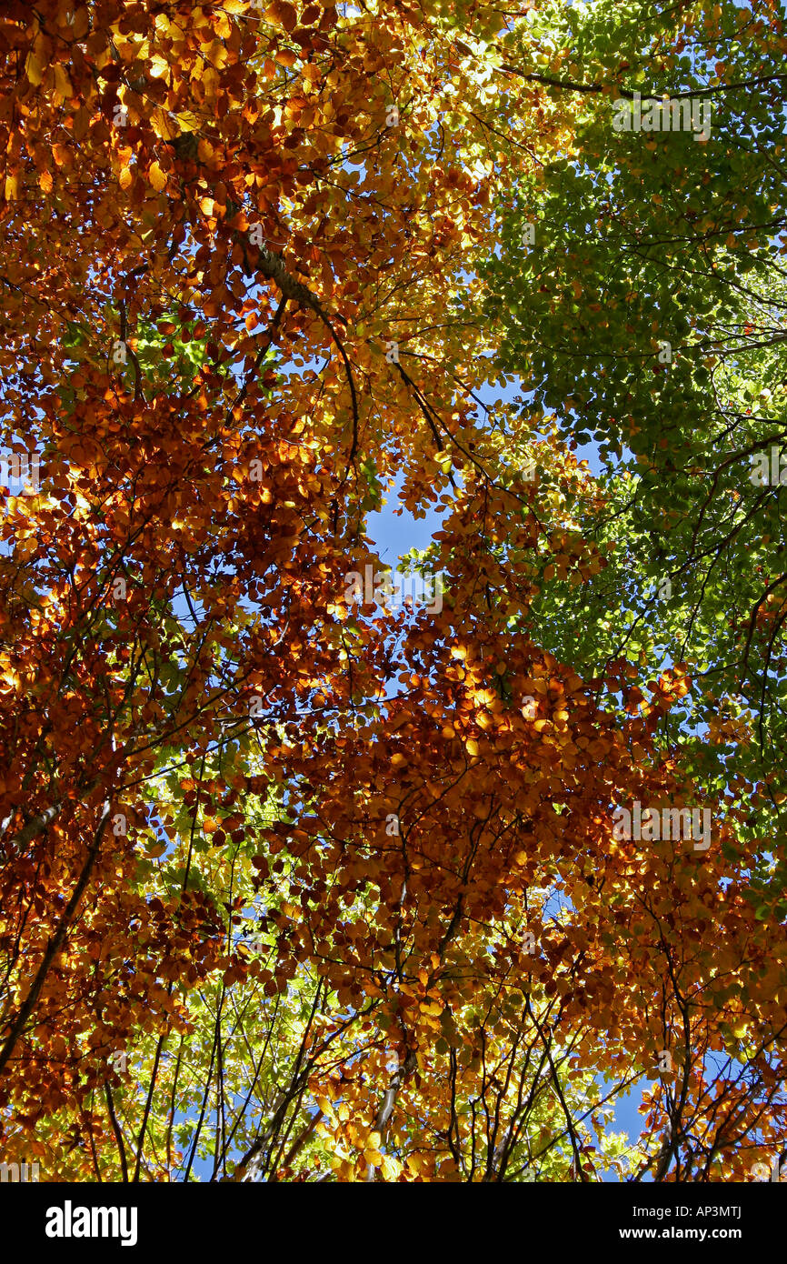 Sheets of trees in autumn Stock Photo - Alamy