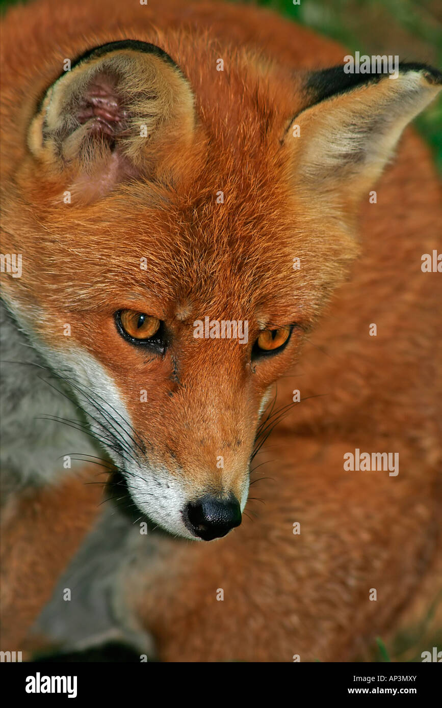 Portrait of a fox Stock Photo - Alamy