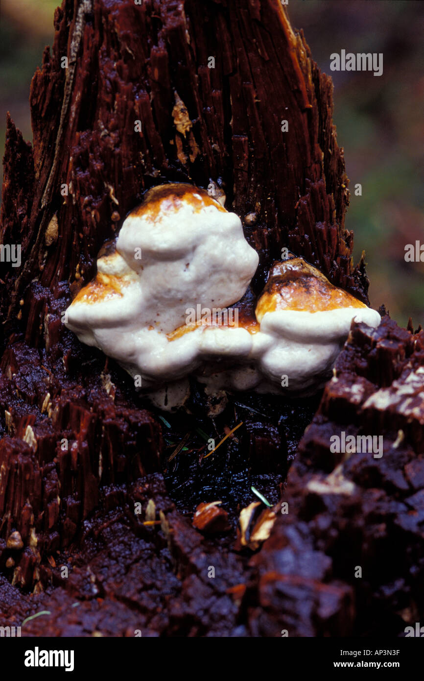 Bracket fungi on a Douglas Fir stump Olympic National Park Washington ...
