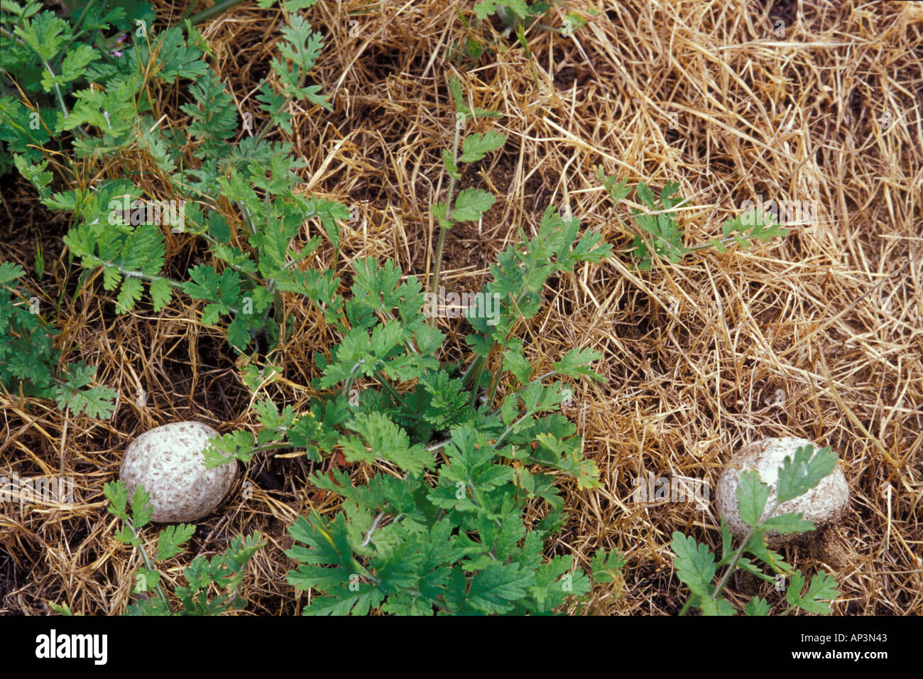 Puff ball type Fungi Stock Photo - Alamy