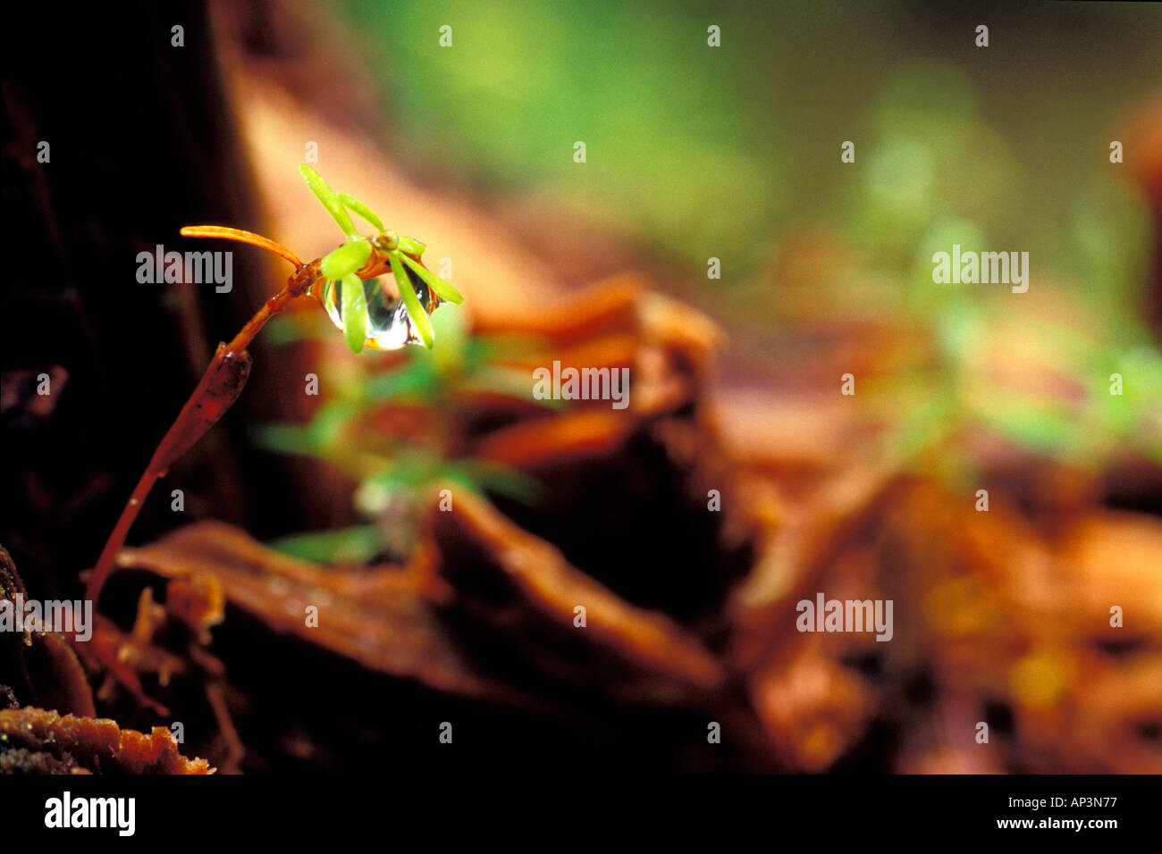 Western Hemlock Tsuge heterophylla seedling with rain drop on a tree ...